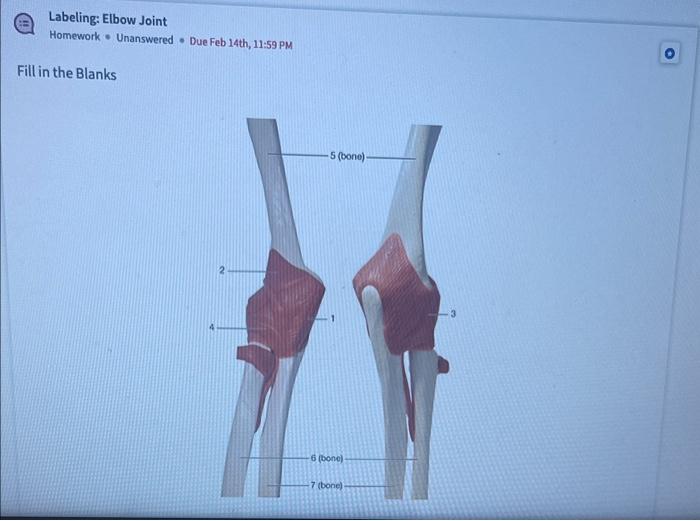 Solved Labeling: Elbow Joint Homework - Unanswered • Due Feb | Chegg.com