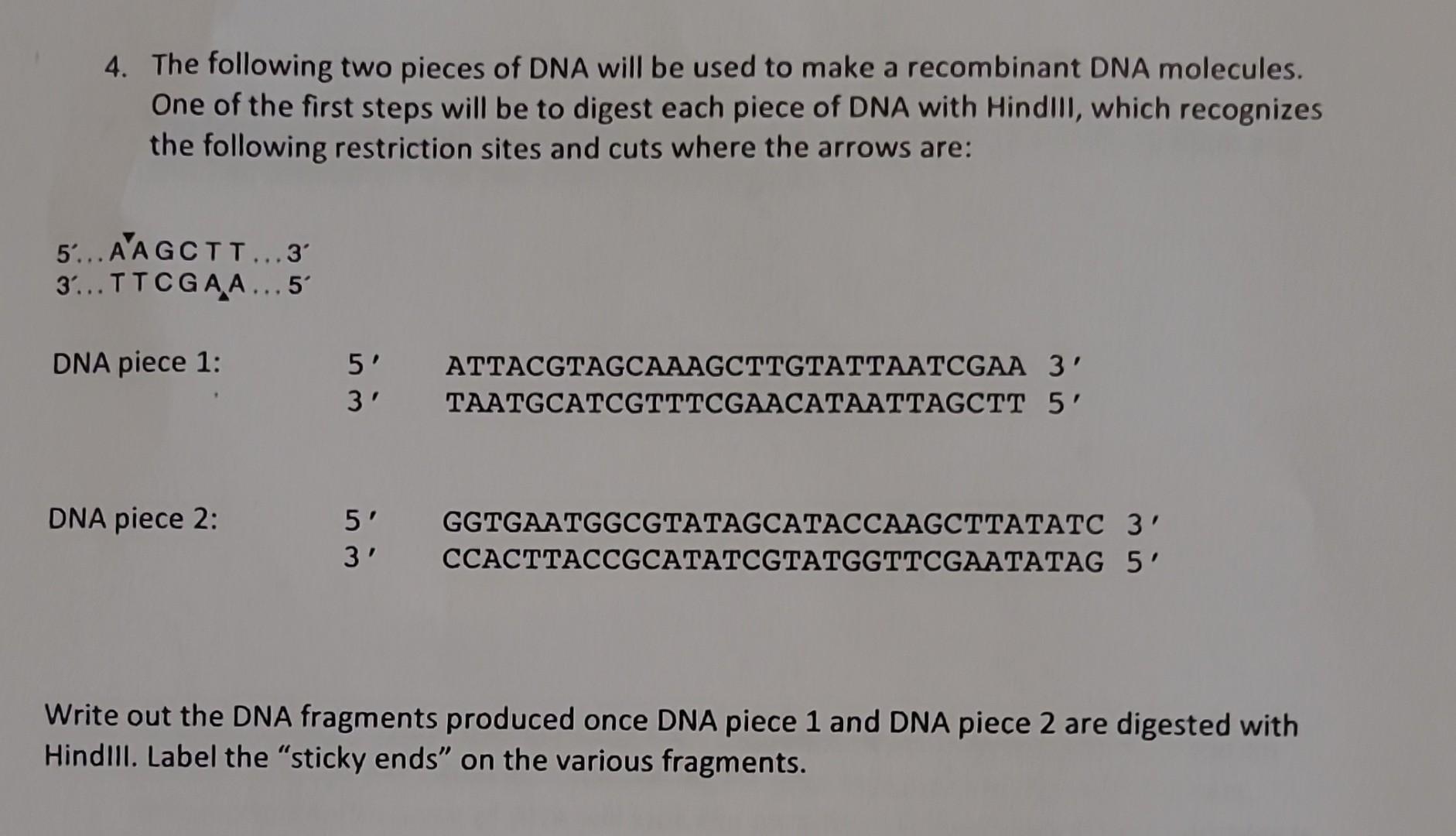 Solved 4. The following two pieces of DNA will be used to | Chegg.com