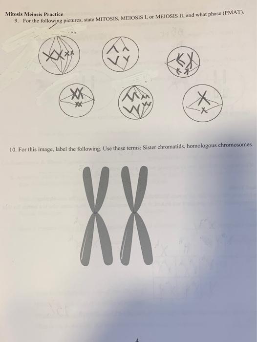 Solved Mitosis Meiosis Practice 9. For the following | Chegg.com