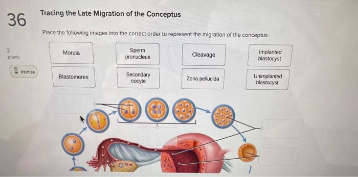 Solved Tracing the Late Migration of the Conceptus 36 Place | Chegg.com