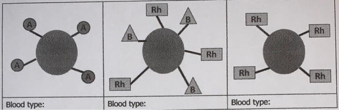 Solved Question:1. Using the models below, write out the | Chegg.com