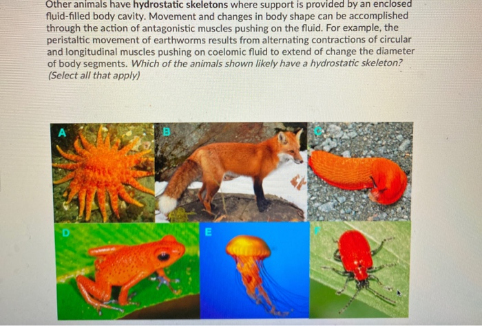 Solved Patterns of Development: Animals with indirect | Chegg.com