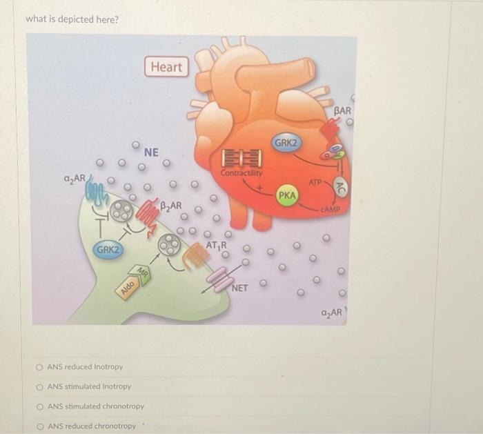Solved what is depicted here? ANS reduced inotropy AN5 | Chegg.com