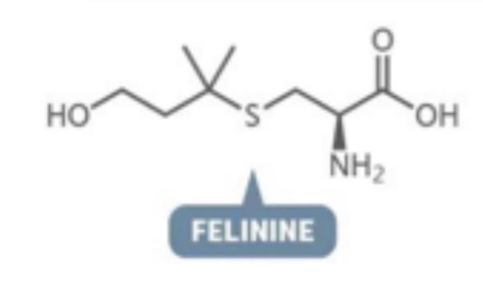 Solved For the molecule "Felinine":list all functional | Chegg.com