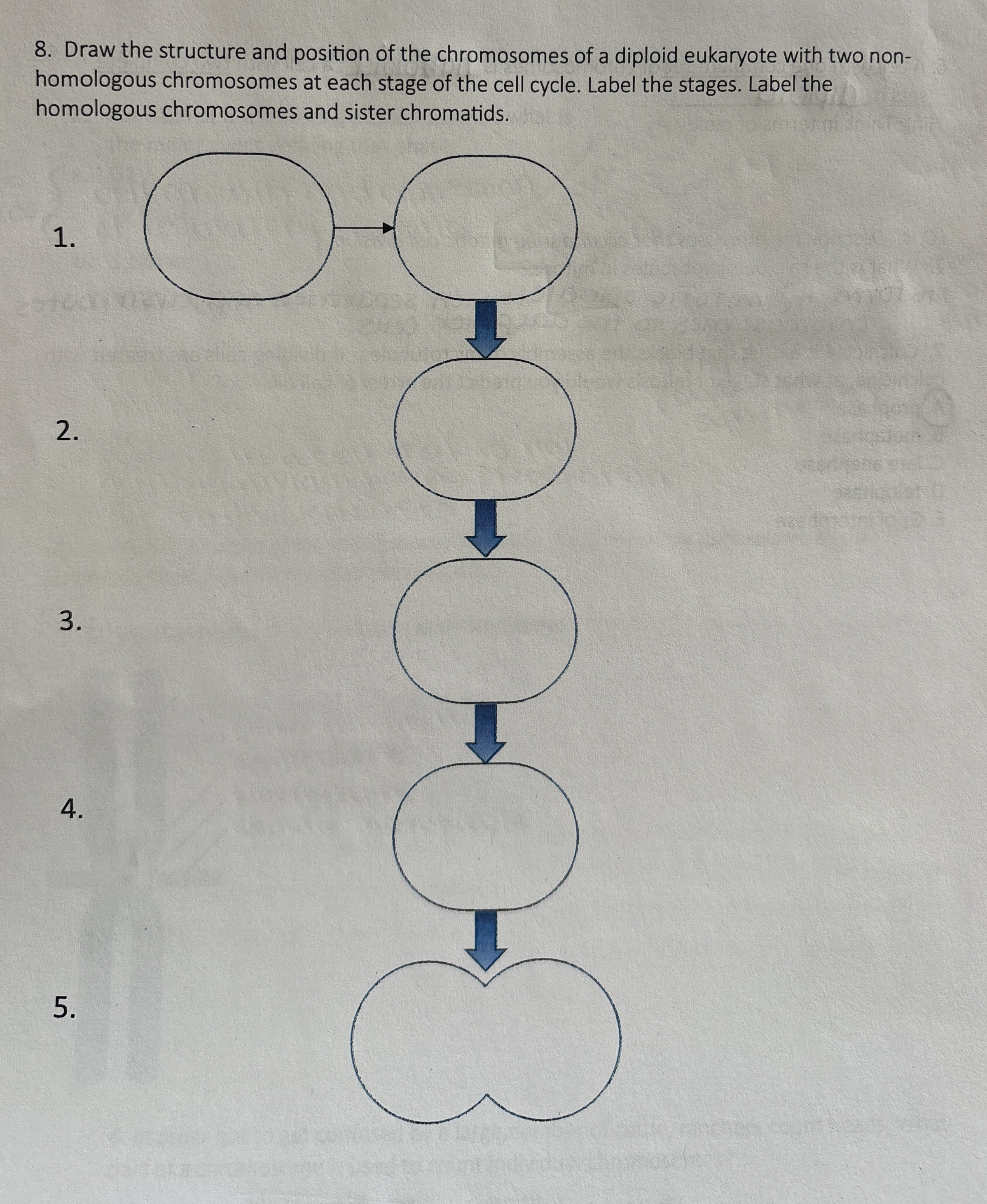 Solved Draw the structure and position of the chromosomes of | Chegg.com