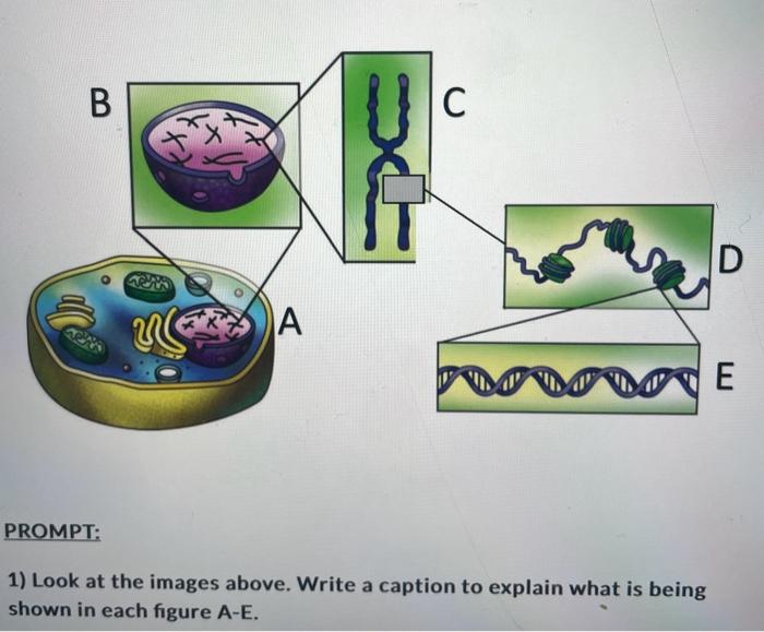 Solved 1) Look at the images above. Write a caption to | Chegg.com
