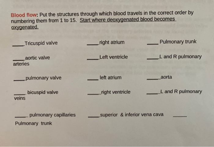 Solved Blood flow: Put the structures through which blood | Chegg.com