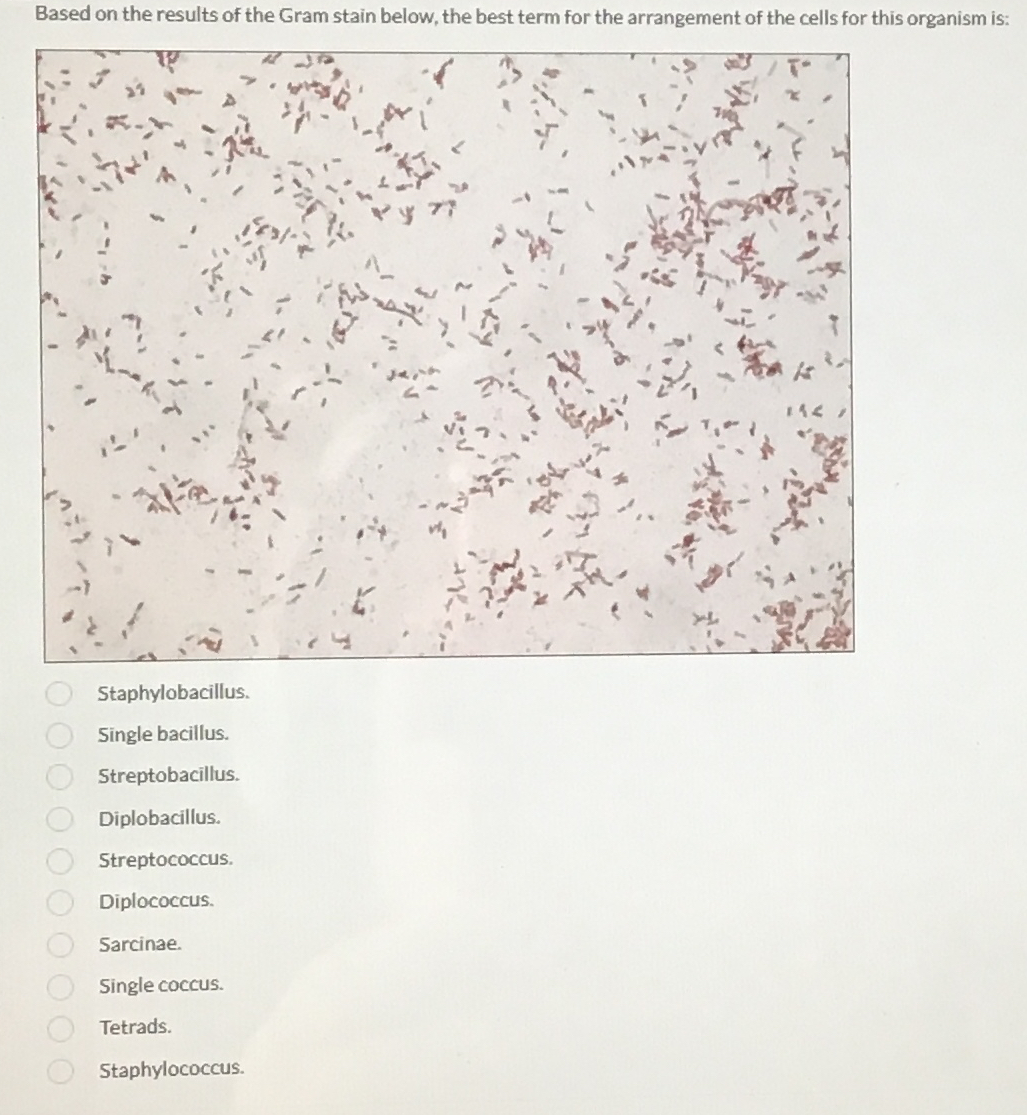 Solved Based on the results of the Gram stain below, the | Chegg.com