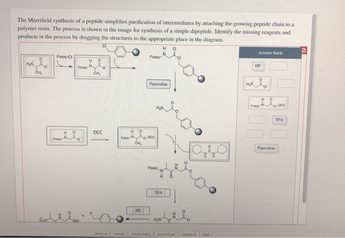 Solved The Merrifield synthesis of a peptide simplifies | Chegg.com