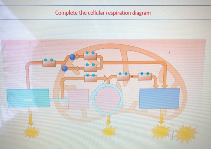 Solved Complete the cellular respiration diagram Complete | Chegg.com