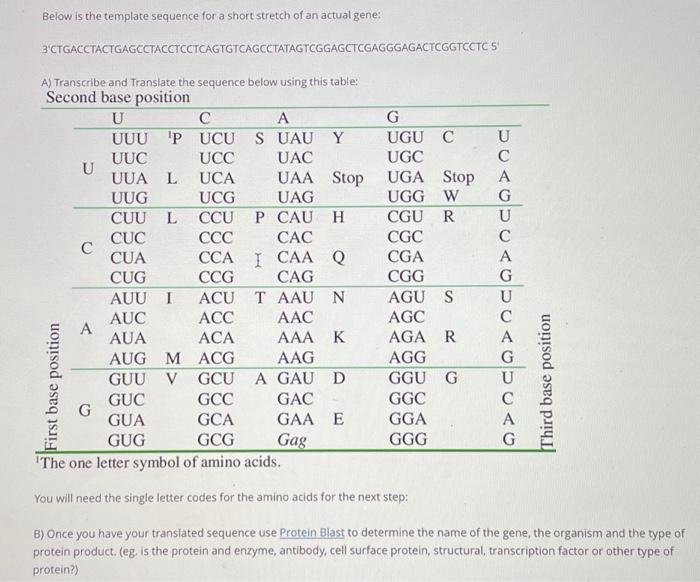 Solved Below is the template sequence for a short stretch of | Chegg.com