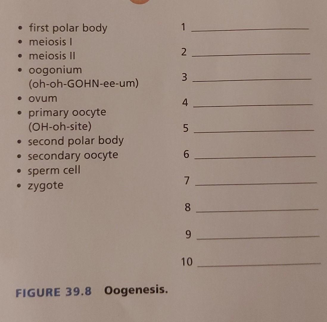 Solved - first polar body - meiosis I - meiosis II - | Chegg.com