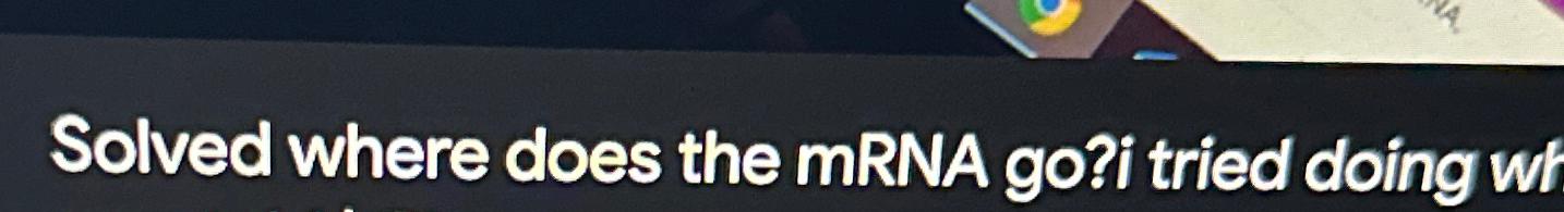 Solved Solved where does the mRNA go? | Chegg.com