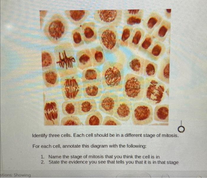 Solved Identify three cells. Each cell should be in a | Chegg.com