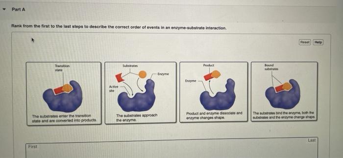 Solved Part A Rank from the first to the last steps to | Chegg.com