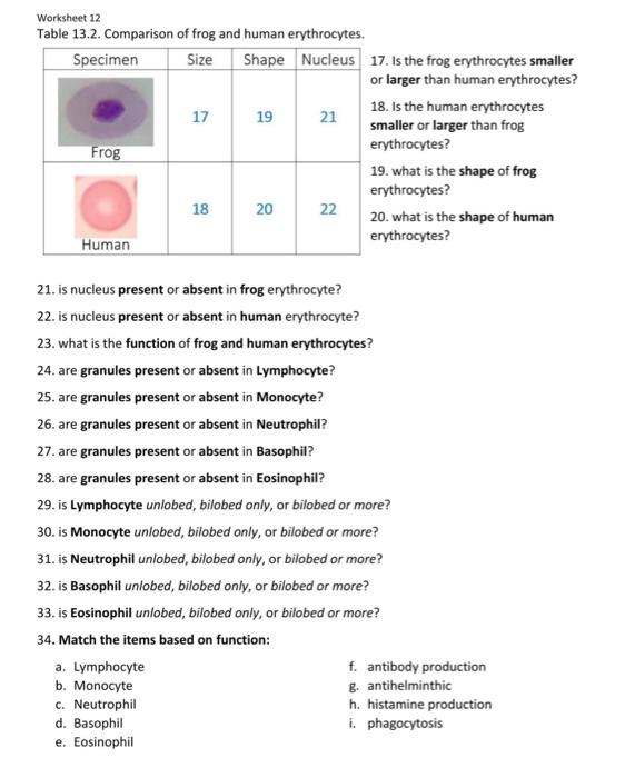 Solved Worksheet 12 Figure 13.2. Frog skin cross section. | Chegg.com