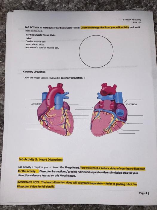 Solved 3- Heart Anaton BIO 169 LAB ACTIVITY 4: Histology of | Chegg.com
