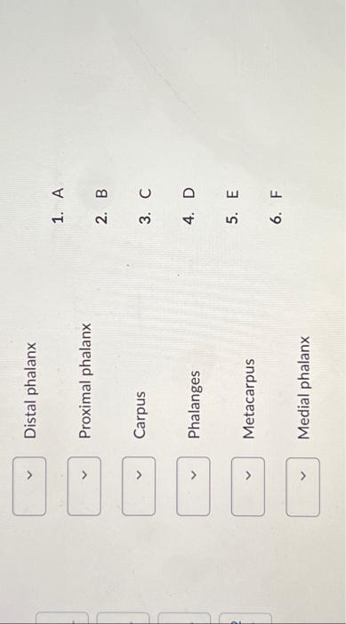 Solved Distal phalanx Proximal phalanx Carpus Phalanges | Chegg.com