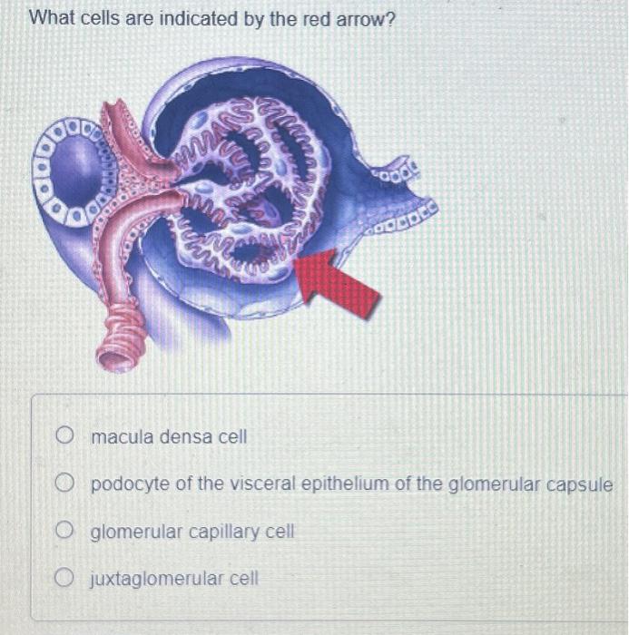 Solved What cells are indicated by the red arrow? macula | Chegg.com