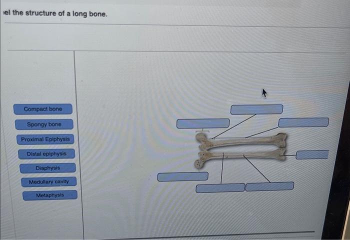 Solved iel the structure of a long bone. | Chegg.com