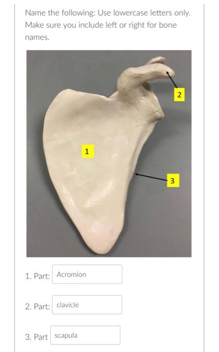 Solved Name the following: Use lowercase letters | Chegg.com