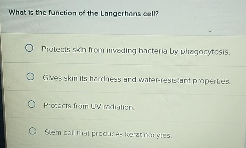 Solved What is the function of the Langerhans cell?Protects | Chegg.com
