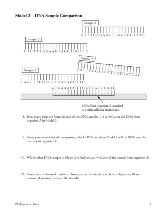 Solved Model 2 - DNA Sample Comparison Sample 4 | Chegg.com