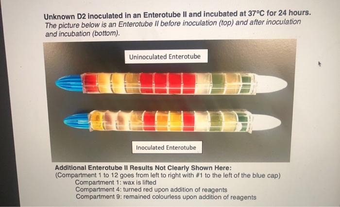 Solved Unknown D2 inoculated in an Enterotube Il and | Chegg.com