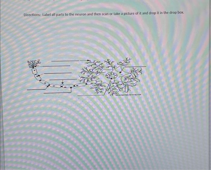 Solved Directions: Label all parts to the neuron and then | Chegg.com