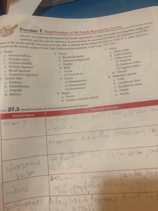 Procedure 1 Model Inventory of the Female | Chegg.com