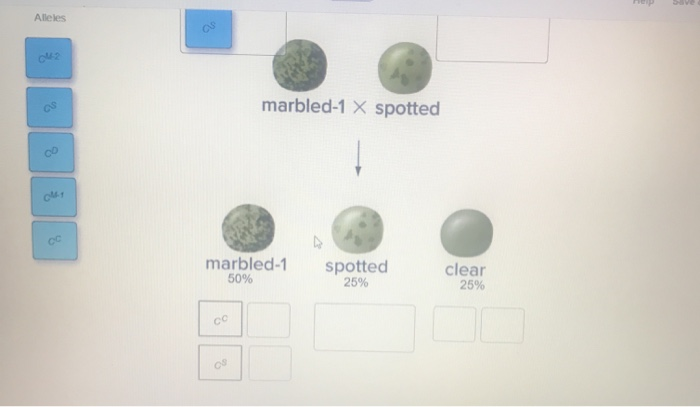 Solved In lentils, seed coat pattern is determined by a | Chegg.com