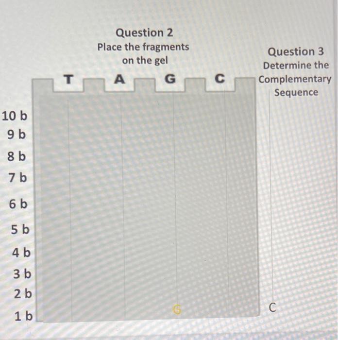 Solved Question 1 Find the polymerized sequences | Chegg.com