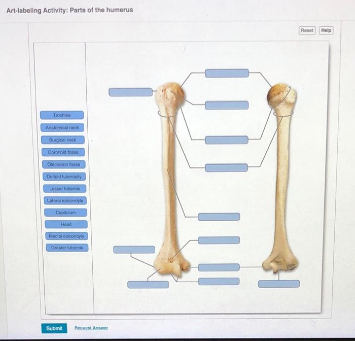 Solved Art-labeling Activity: Parts of the humerus Reset | Chegg.com