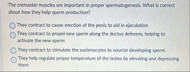 The cremaster muscles are important in proper | Chegg.com