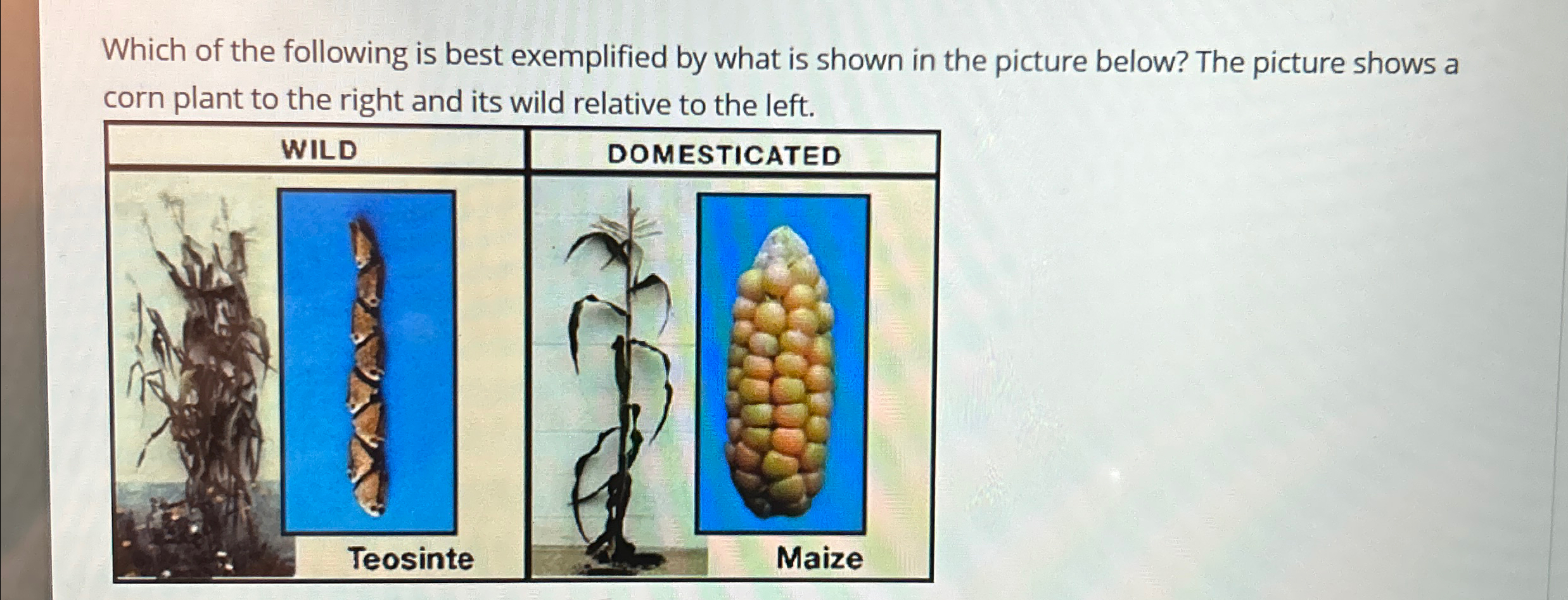 Solved Which of the following is best exemplified by what is | Chegg.com
