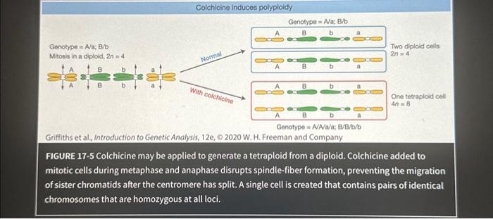 Solved 3. Based on Figure 17−5, if colchicine is used on a | Chegg.com