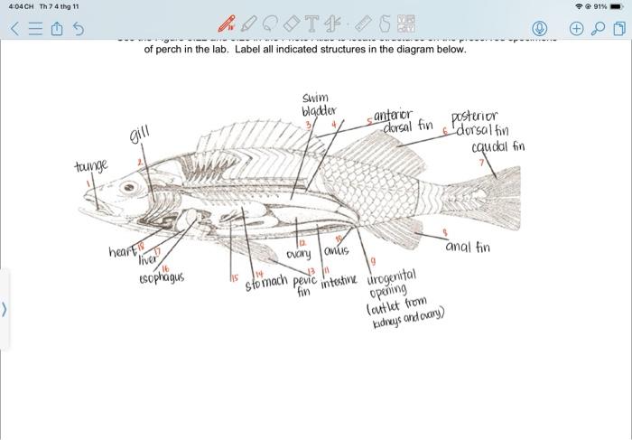 Solved of perch in the lab. Label all indicated structures | Chegg.com