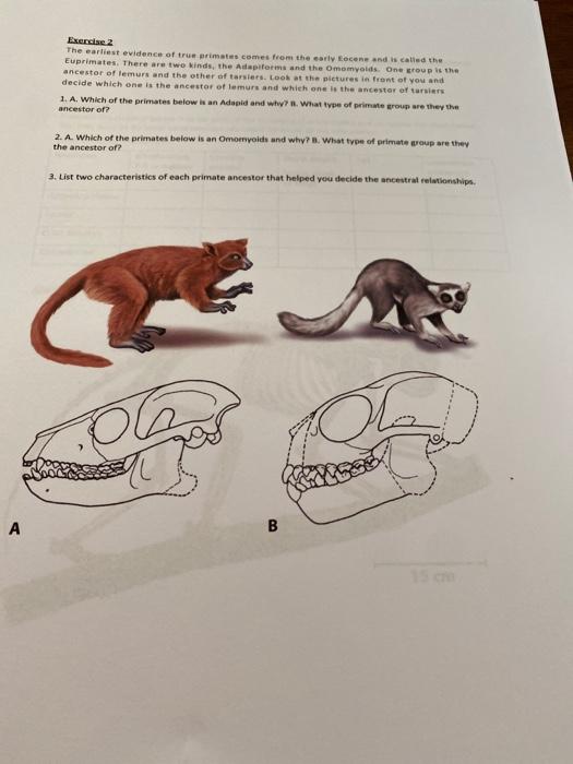 Solved Exercise 2 The earliest evidence of true primates | Chegg.com