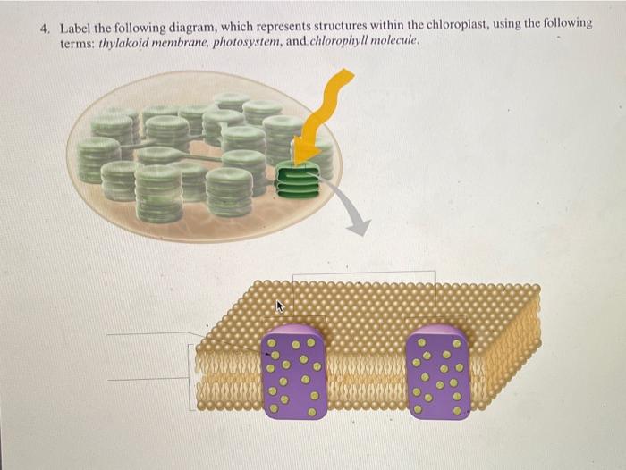 Solved 4. Label the following diagram, which represents | Chegg.com
