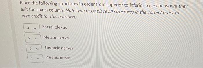 Solved Place the following structures in order from superior | Chegg.com