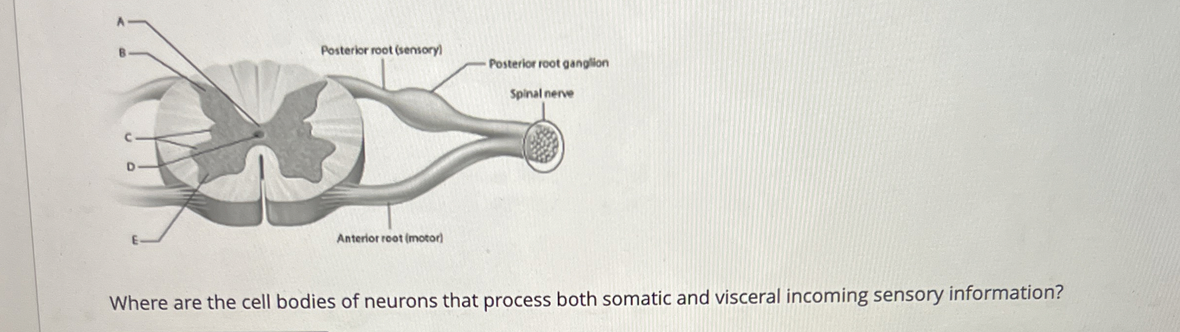 Solved Which portion of the gray matter is concerned with | Chegg.com