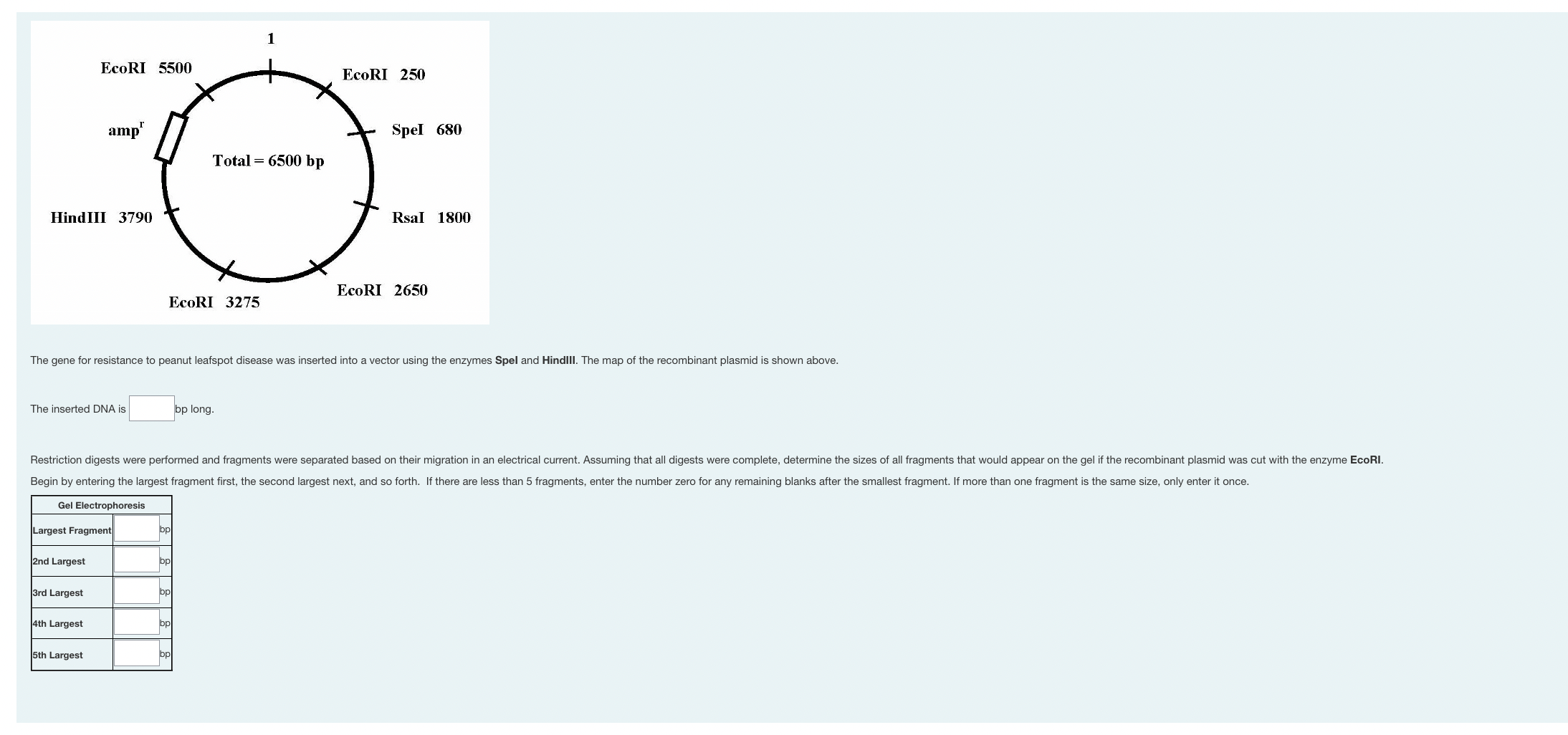 Solved Restriction enzymeswould be used to clone a segment | Chegg.com