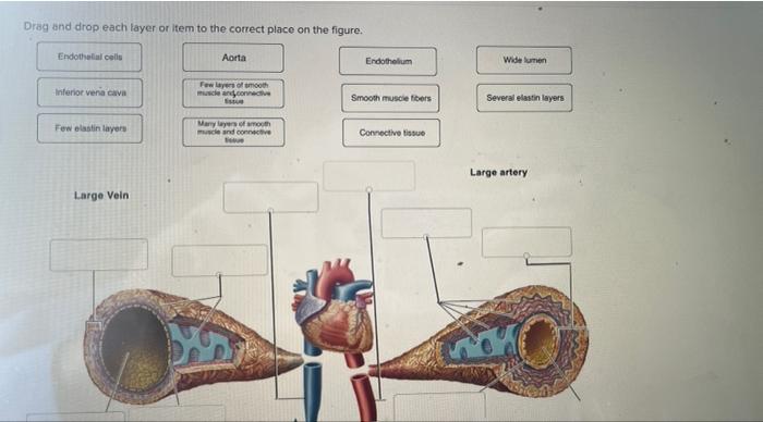 Solved Drag and drop each layer or item to the correct place | Chegg.com