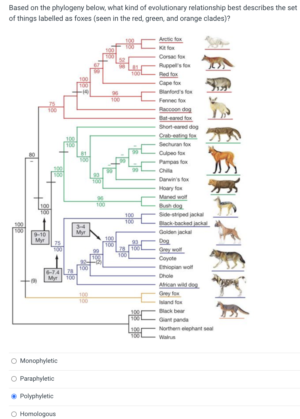 Solved Based on the phylogeny below, what kind of | Chegg.com