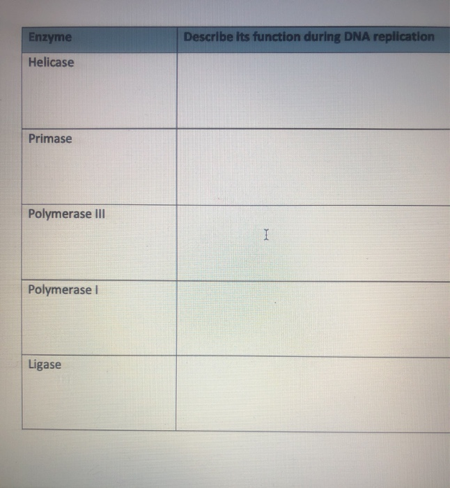 Solved Enzyme Describe Its Function During Dna Replication