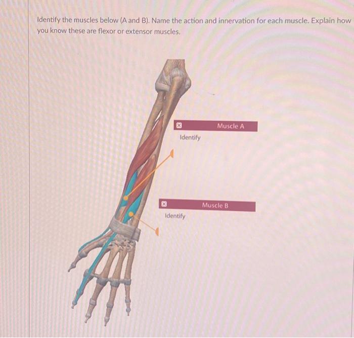 Solved Identify the muscles below (A and B). Name the action | Chegg.com