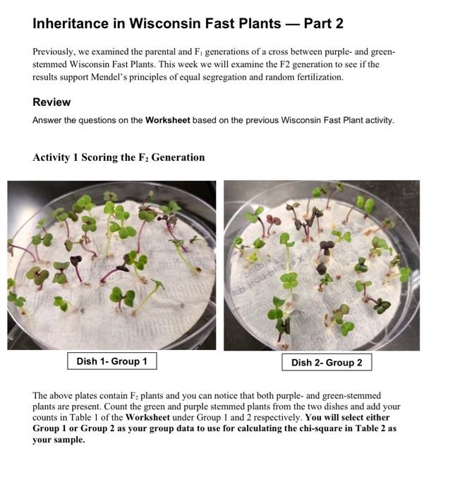 Solved Inheritance in Wisconsin Fast Plants - Part 2 | Chegg.com