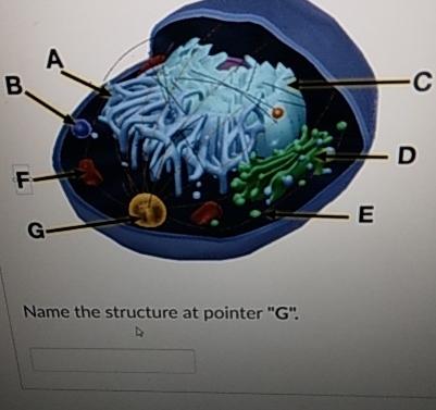 Solved Name the structure at pointer " G ". | Chegg.com