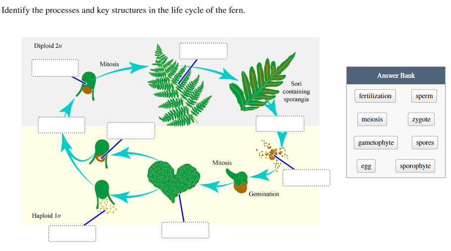Solved Identify the processes and key structures in the life | Chegg.com