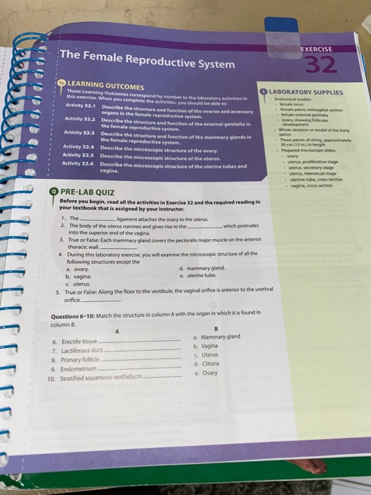 Solved EXERCISE The Female Reproductive System 32 LEARNING | Chegg.com